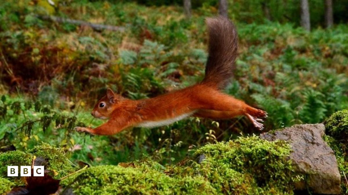 Red squirrels are thriving on an island in Scotland - BBC Newsround