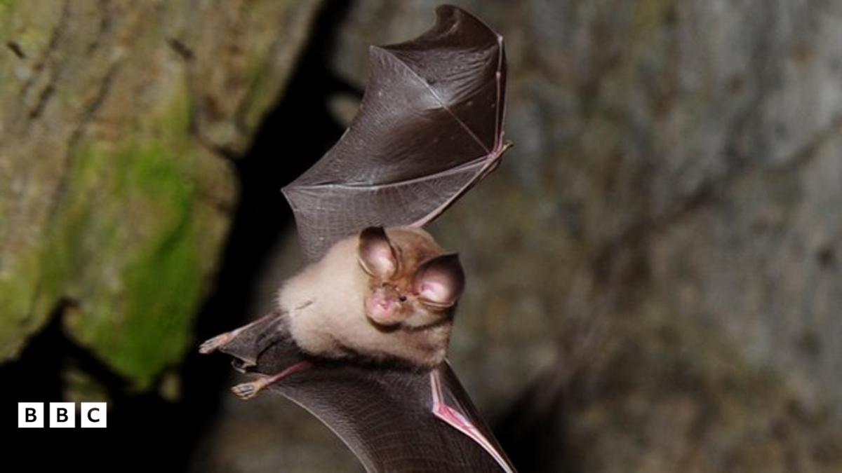 Bat population bouncing back in nine European countries - BBC Newsround