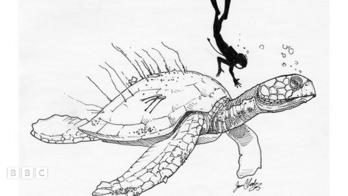 Amazing giant turtle bone discovery - BBC Newsround
