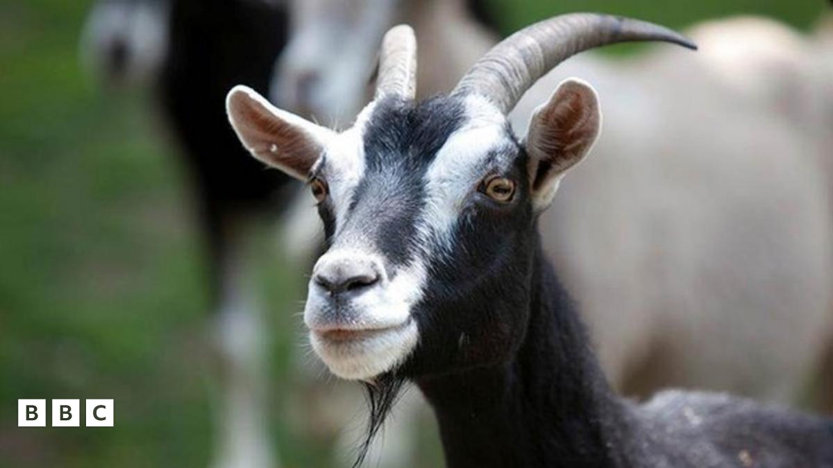 Goats are more intelligent than previously thought - BBC Newsround