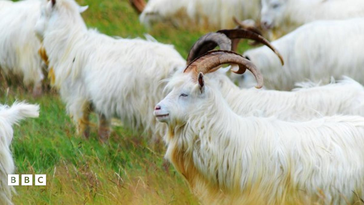 Pictures: The Great Orme goat count - BBC Newsround