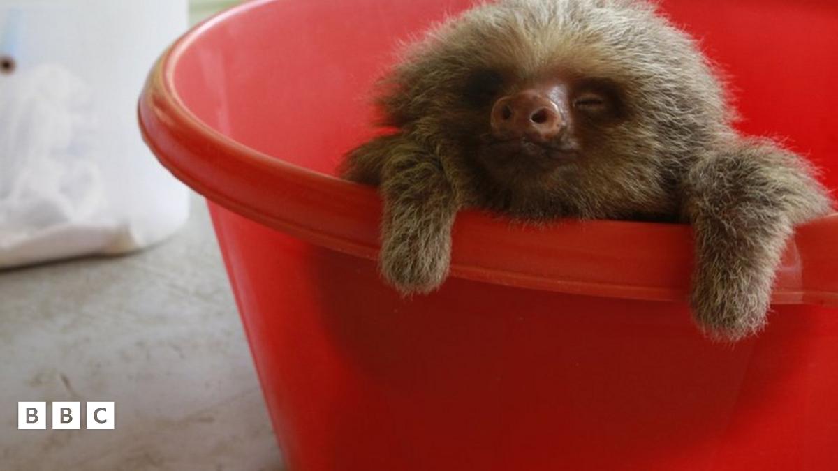 Pictures: Collection of cute Sloths - BBC Newsround