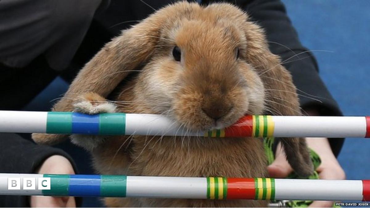 Pictures: Easter bunny obstacle race - BBC Newsround