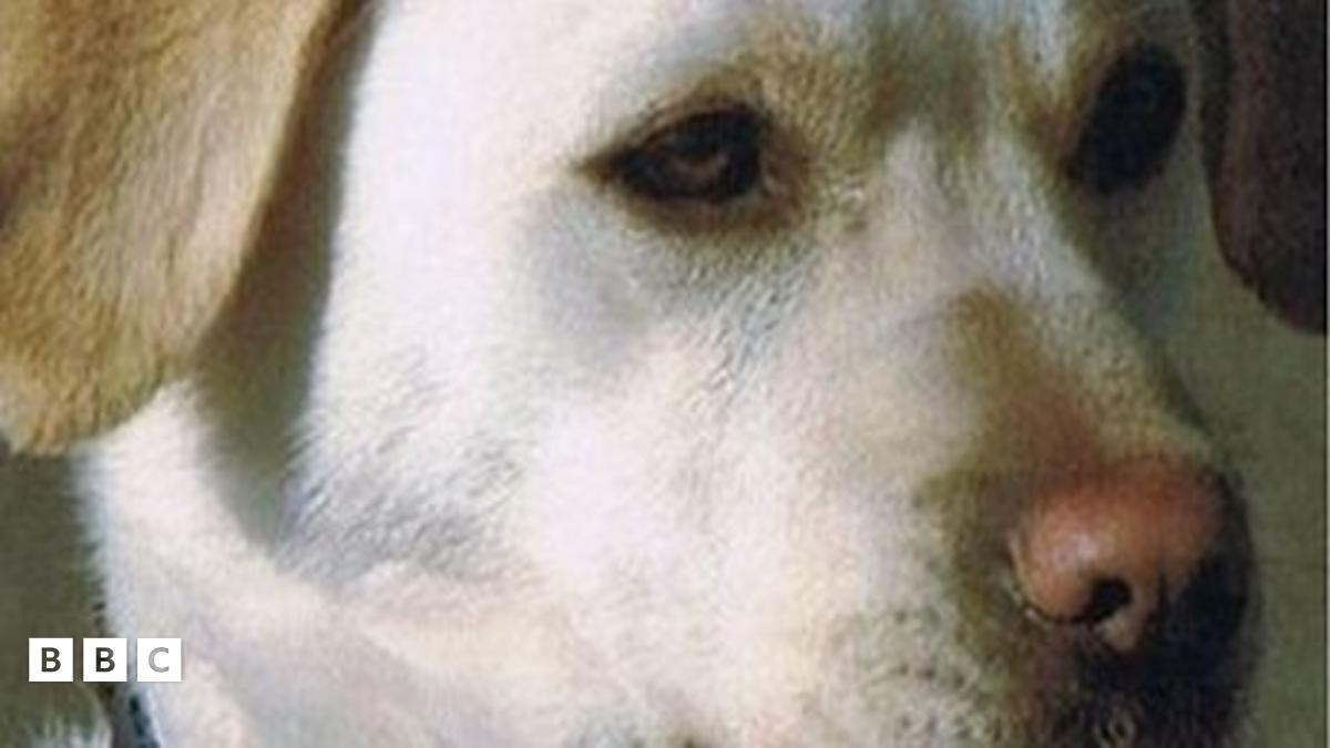 Army sniffer dog Sasha given top military award - BBC Newsround