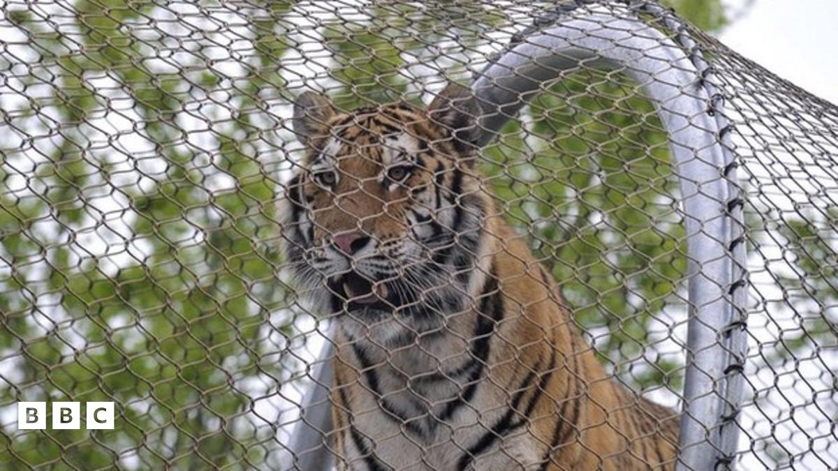 Pictures: Tigers walk over zoo visitors' heads - BBC Newsround