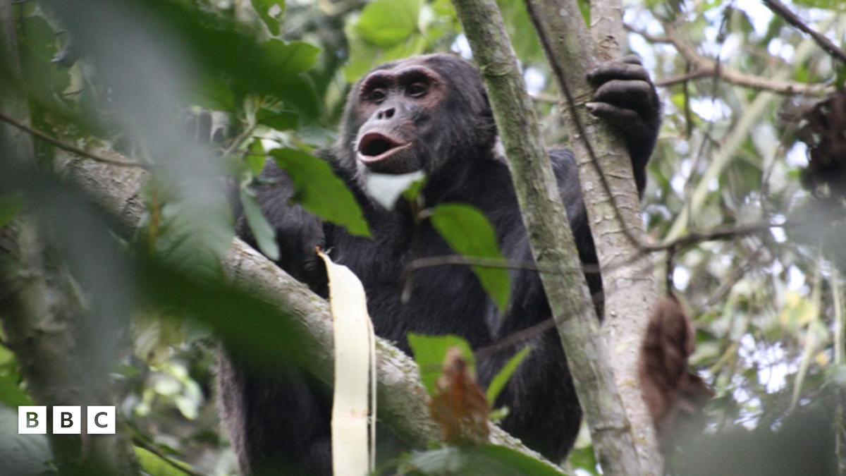 Chimpanzees stealing crops in parts of Africa - BBC Newsround