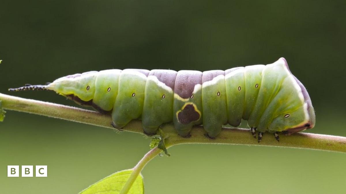National Insect Week celebrates UK's insects - BBC Newsround