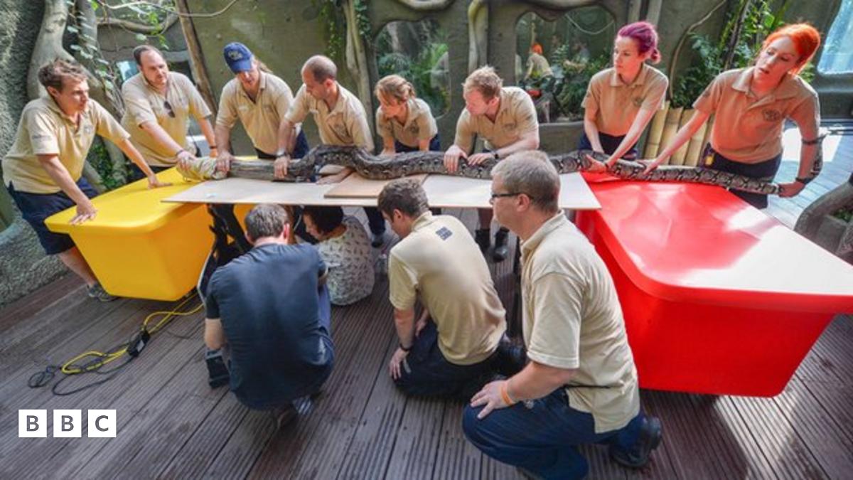 Giant reticulated python gets her annual health check - BBC Newsround