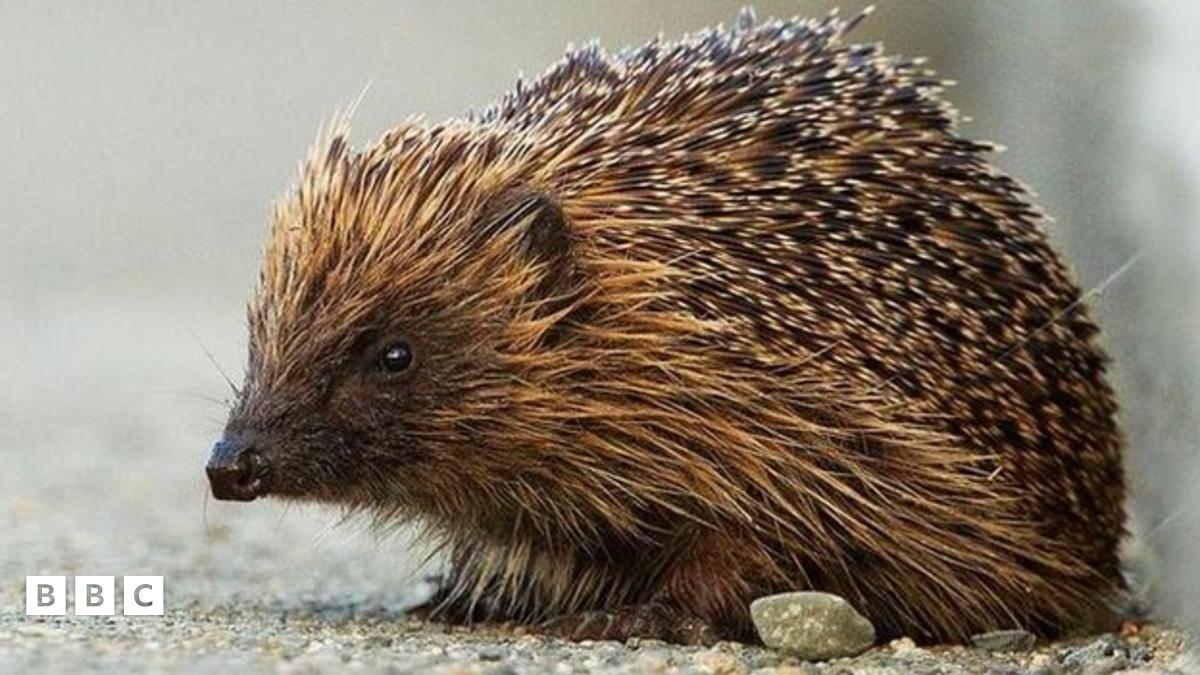 Hedgehogs' inky paw prints reveal where they live - BBC Newsround