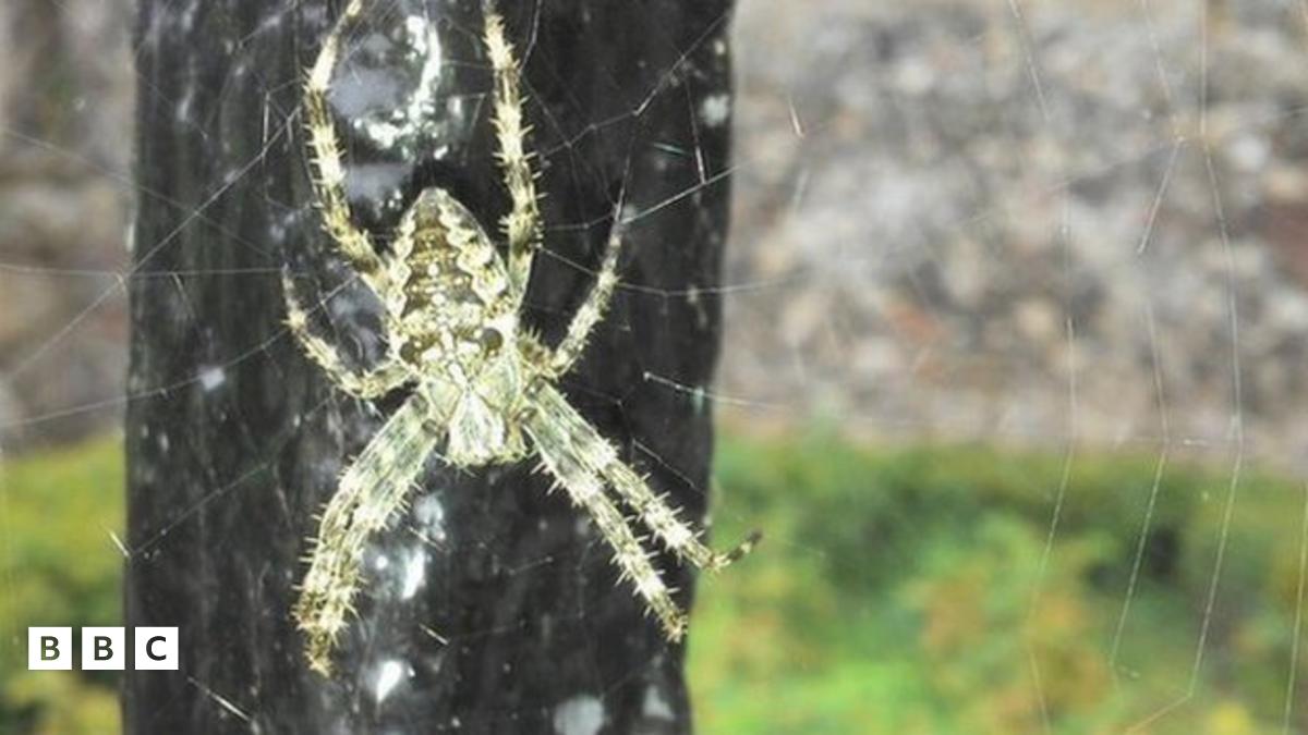 Your amazing giant super spider pictures - BBC Newsround