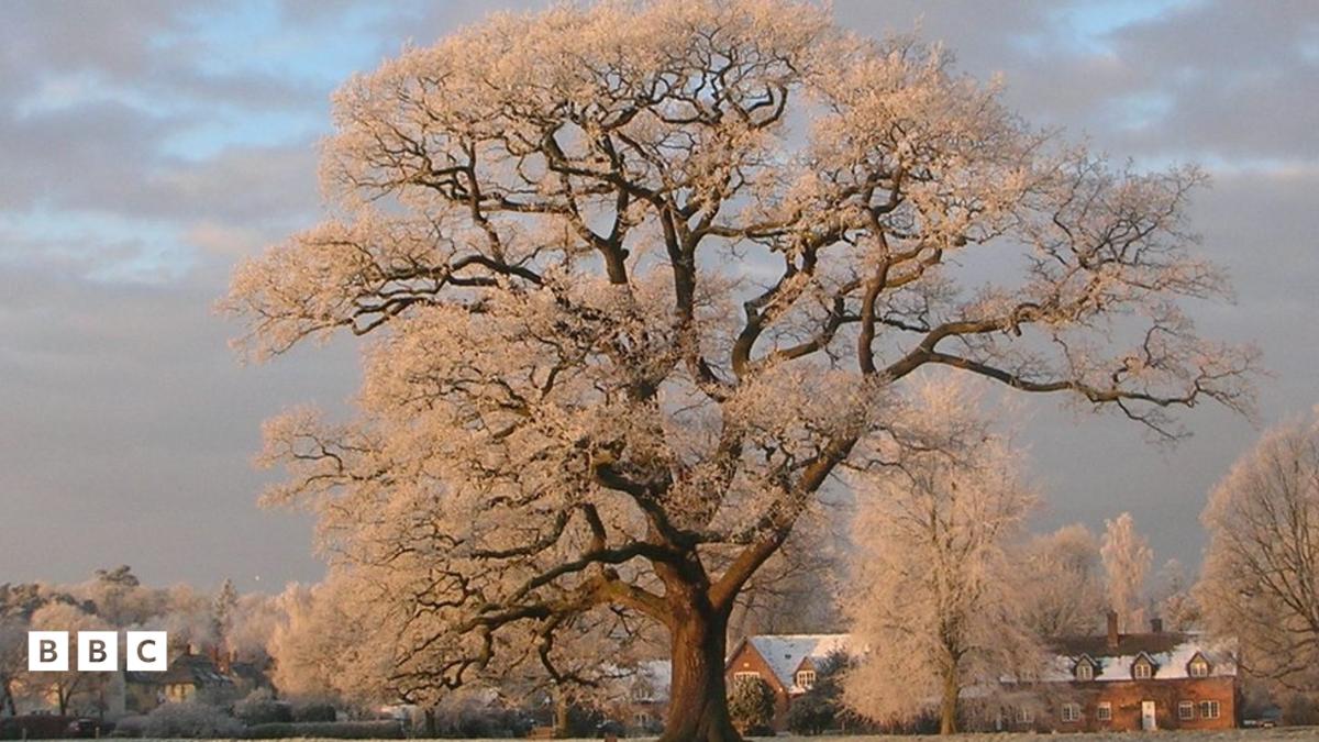 Which one of these will be England's Tree of the Year? - BBC Newsround