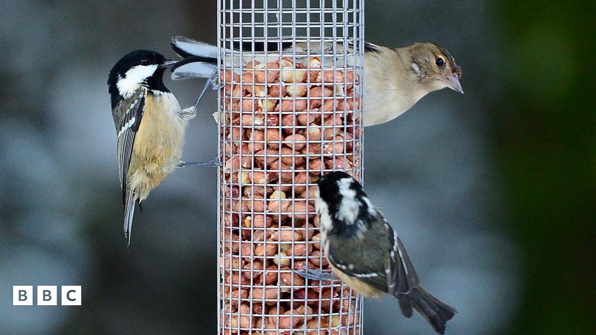 Big bird count taking place - BBC Newsround