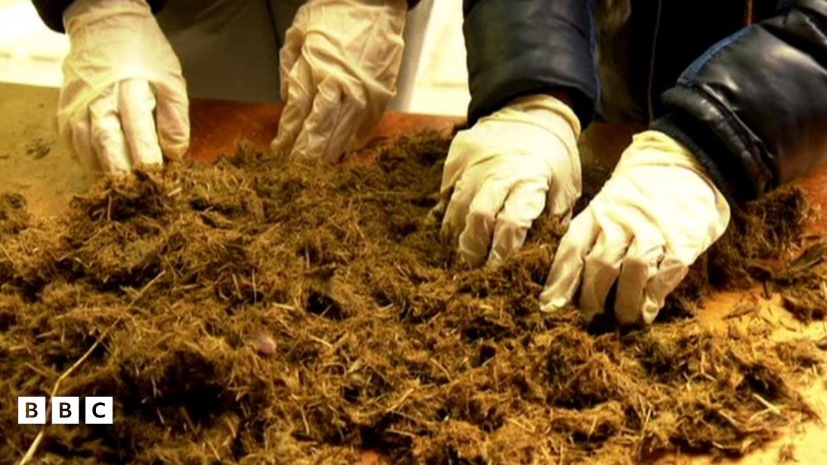 Kids get involved for Poo Week at Dutch zoo - BBC Newsround