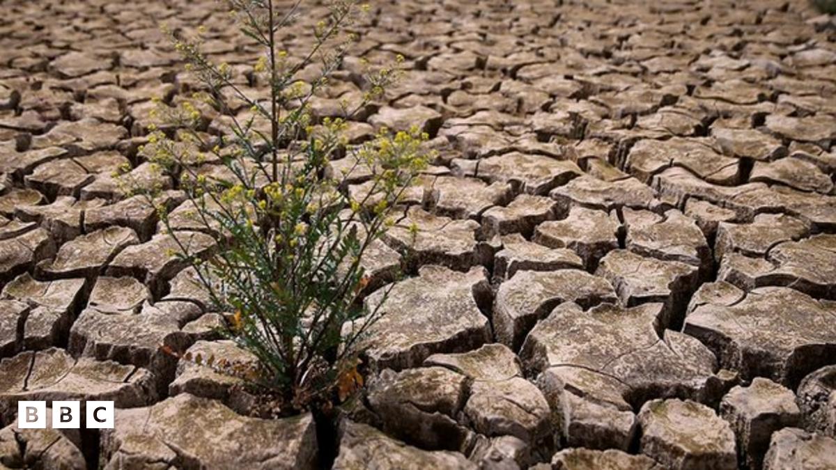 What California's done to stop drought - BBC Newsround