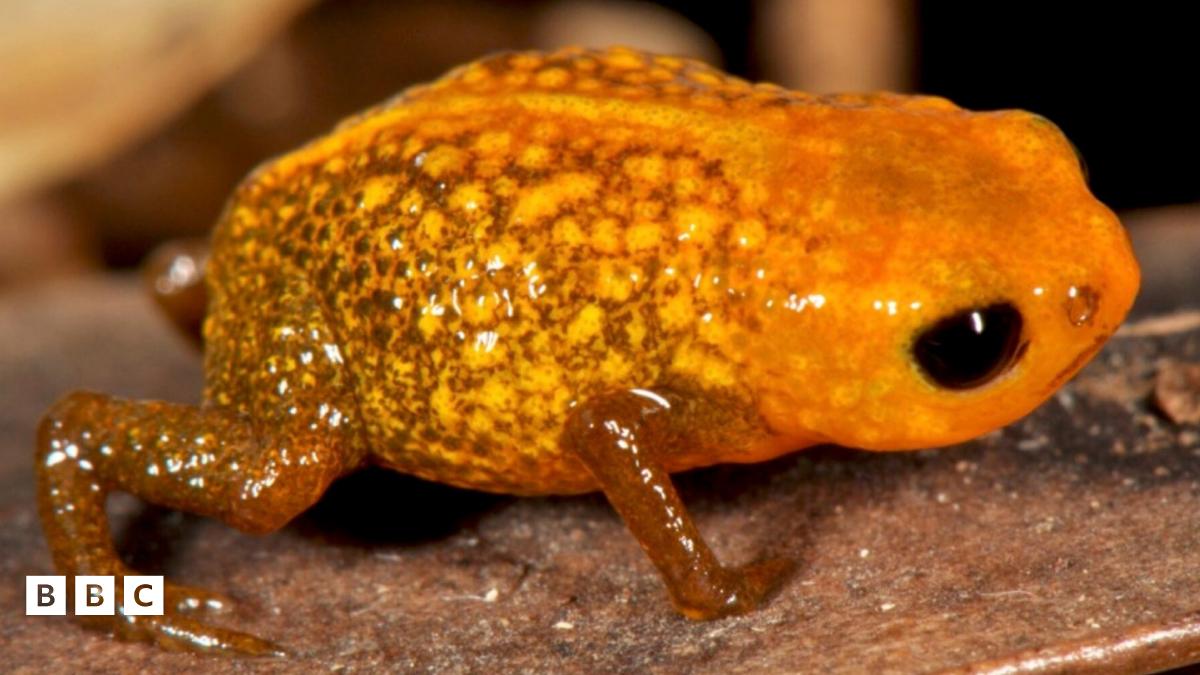 Seven new species of frogs have been discovered - BBC Newsround