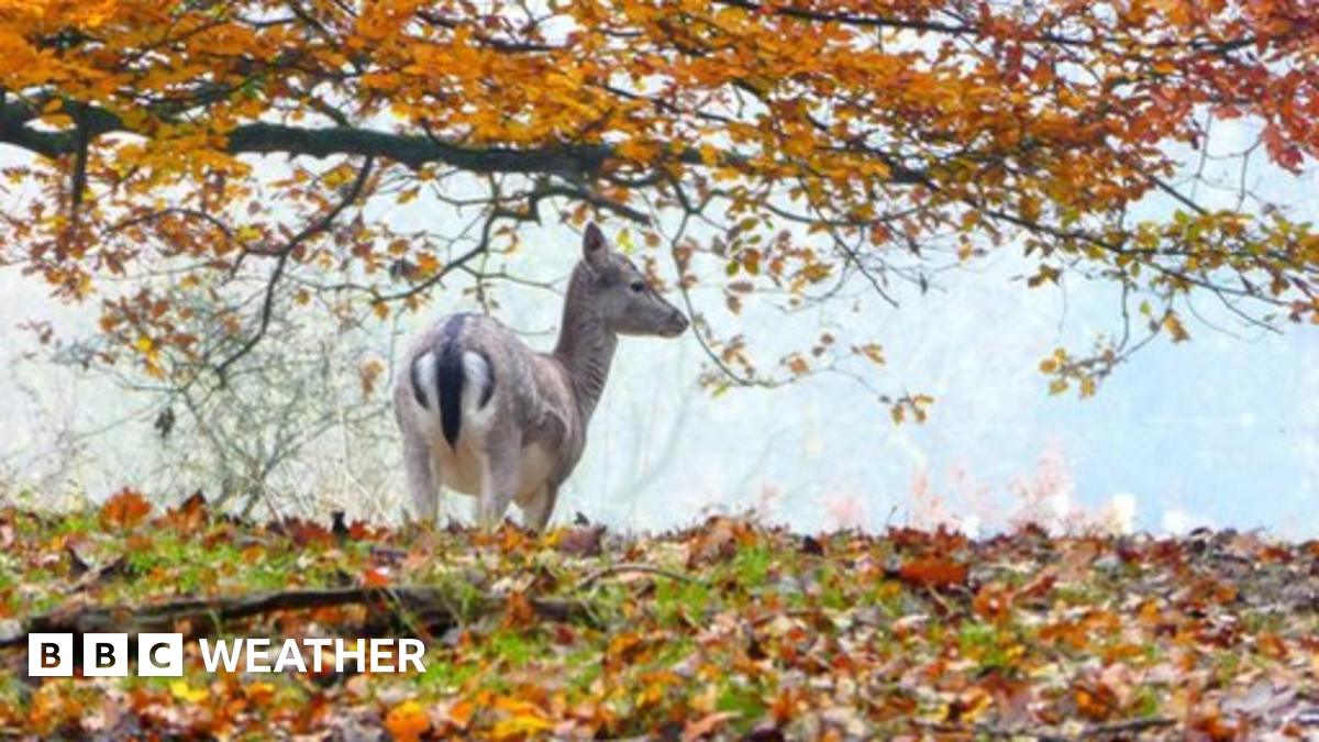 Animals in weather 2019 - BBC Weather