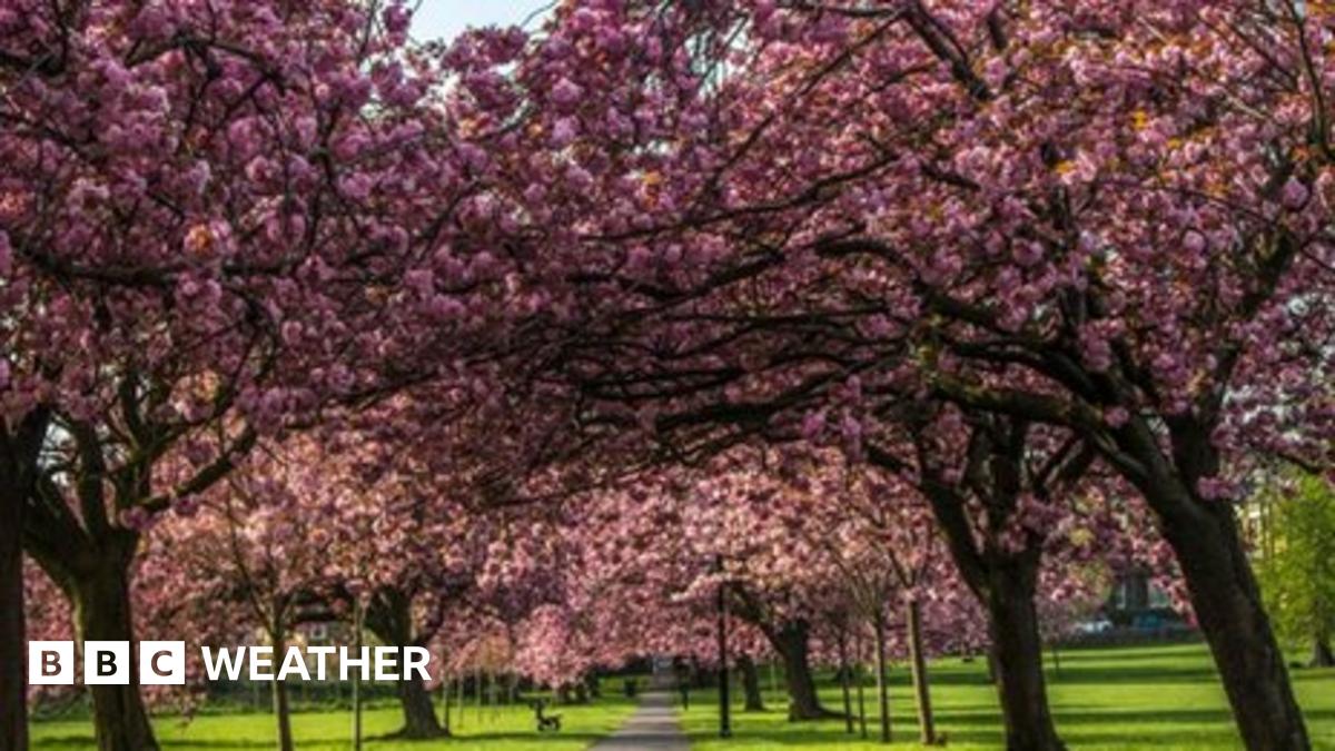 Beautiful displays as spring blooms across the UK - BBC Weather