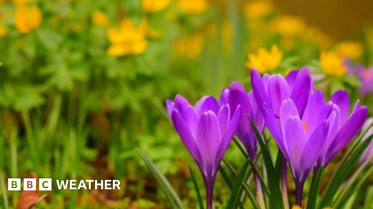 Weather Watcher profile: Mimi - BBC Weather