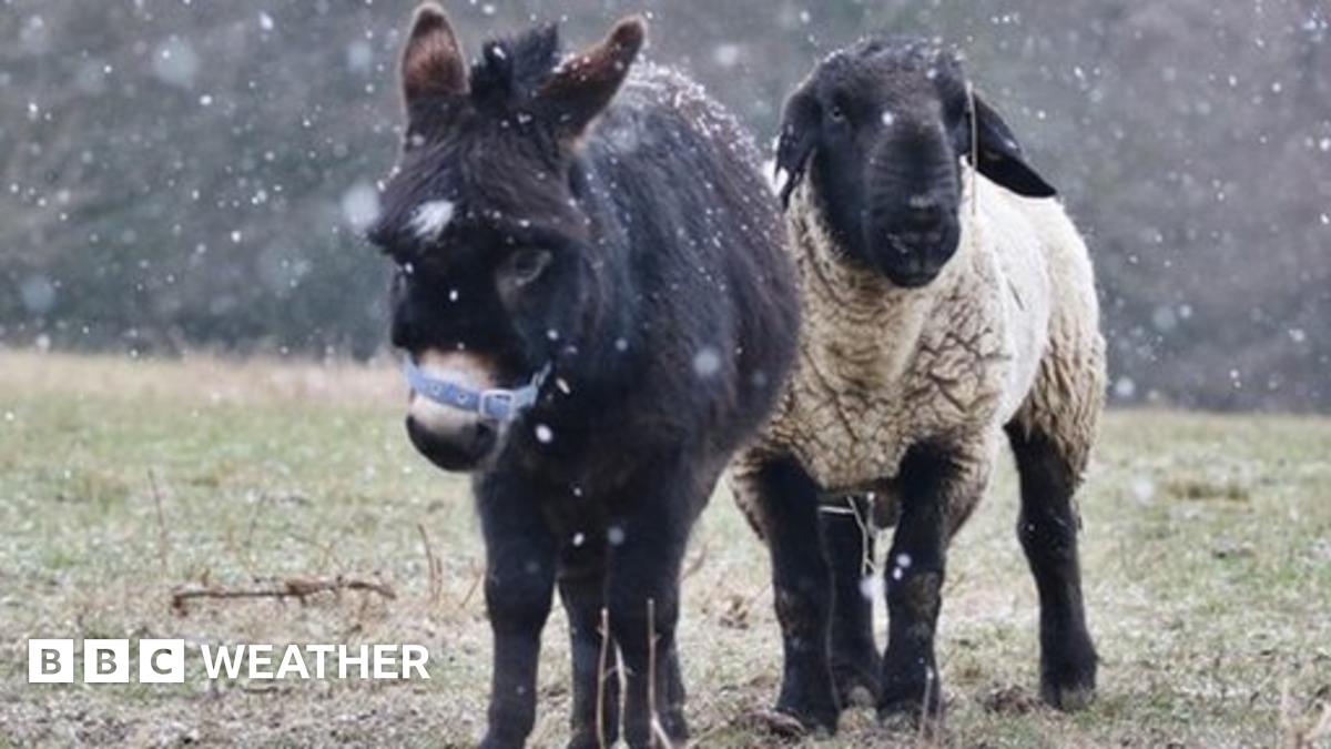 Super flurry animals - BBC Weather