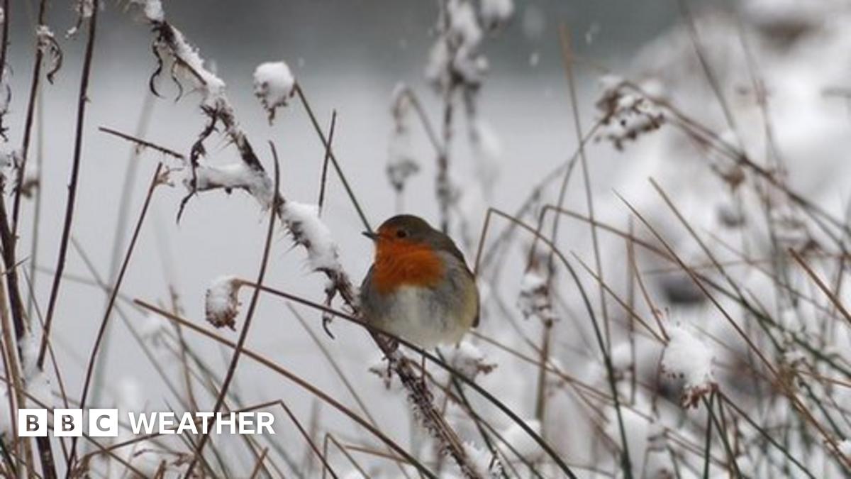 winter animals bbc
