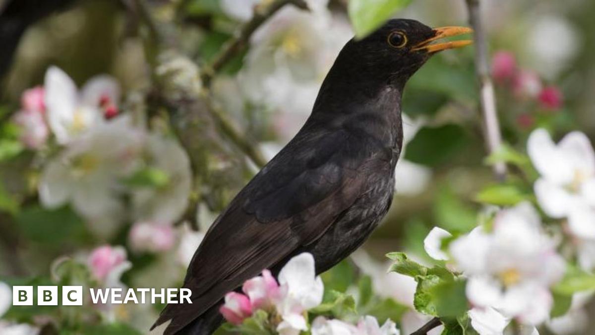 How does the weather affect birds singing? - BBC Weather