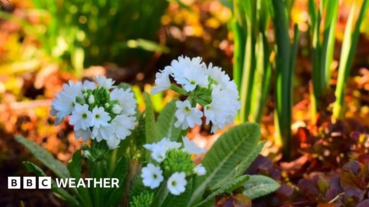 Gallery: Astronomical spring begins - BBC Weather
