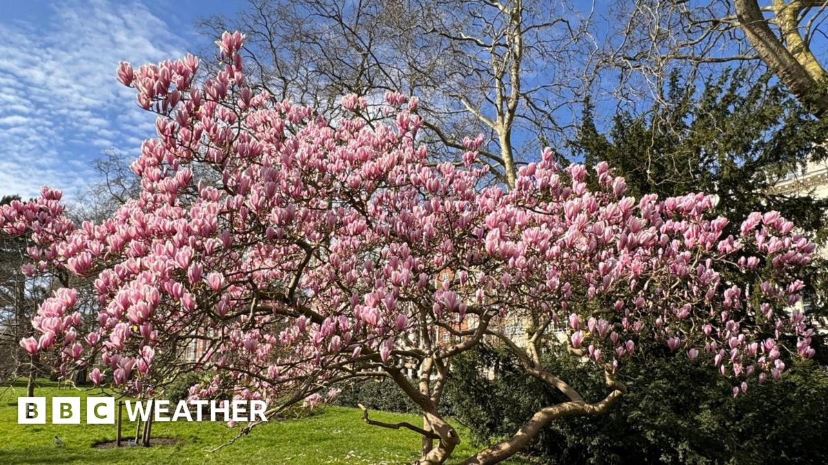 Pollen season: what you need to know - BBC Weather