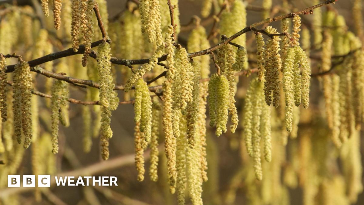 UK pollen count high in early start to hayfever season - BBC Weather