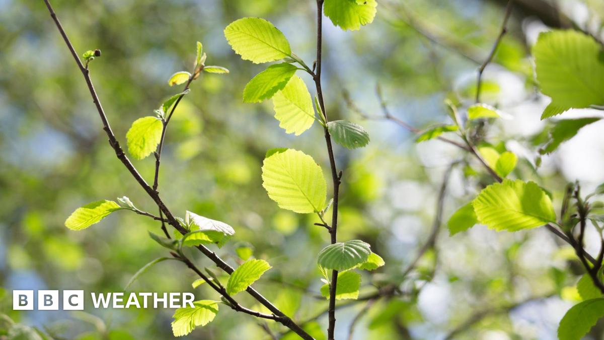 Severe pollen season causing hay fever symptoms for allergy sufferers ...