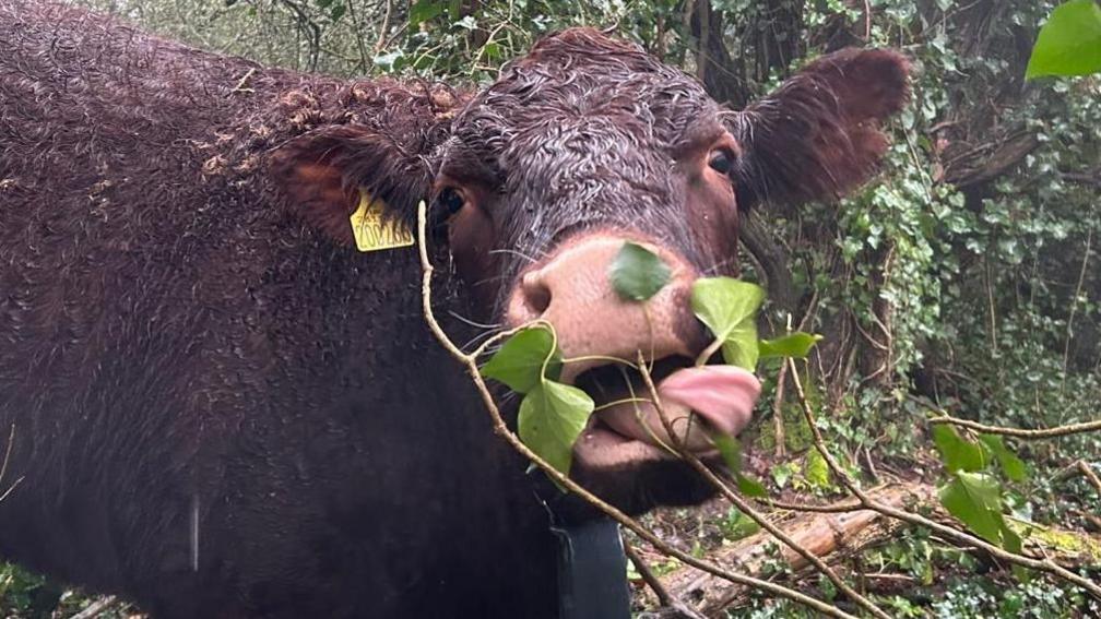 Cattle return to Tolworth Court Farm Fields in rewilding project - BBC News