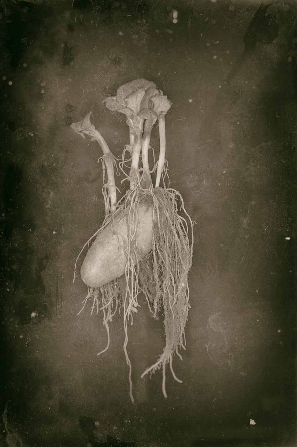 Smashed it! Take a look at the Potato Photographer of the Year entries ...