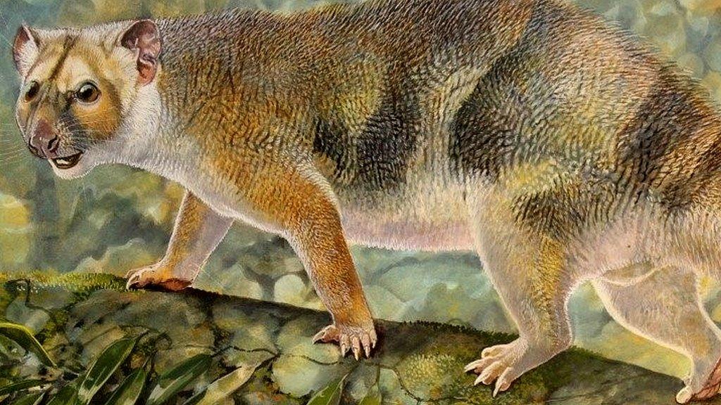 New rules announced to help protect the pangolin - BBC Newsround