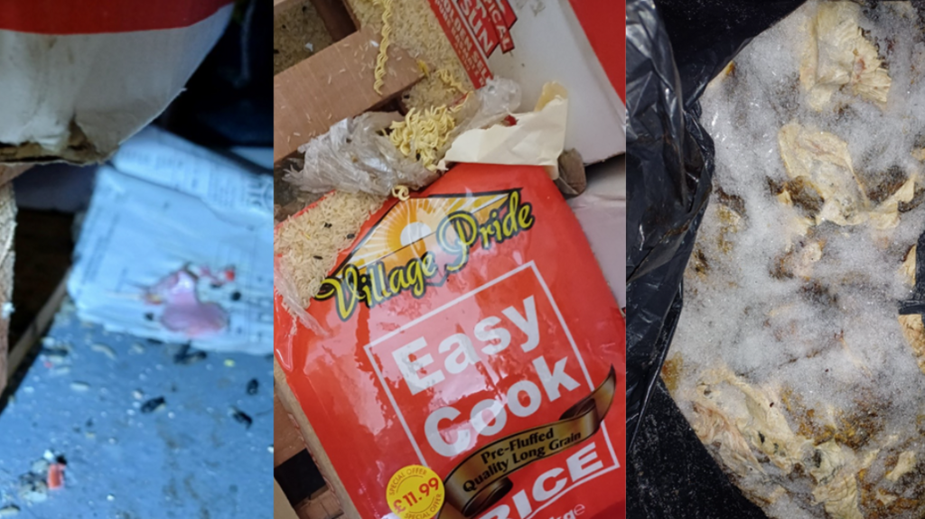 Reading food warehouse fined over 'severe' rat infestation - BBC News