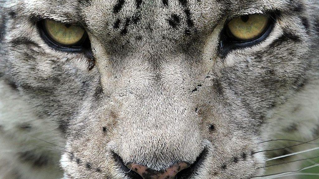 Russian poachers hunt snow leopards for photos, NOT fur - BBC Newsround