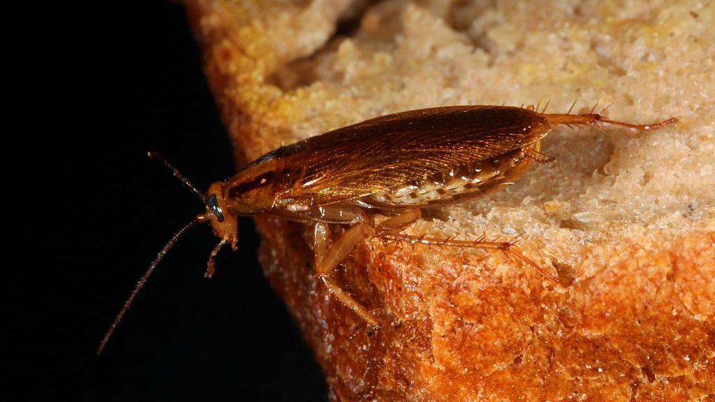 Cockroach home infestations on the rise, pest controllers warn - BBC News
