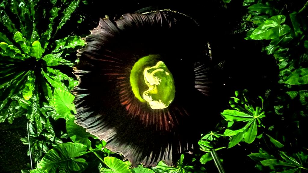 World's smelliest flower blooms - BBC Newsround