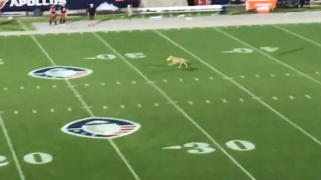Dog makes amazing frisbee catch at half-time of American football game ...