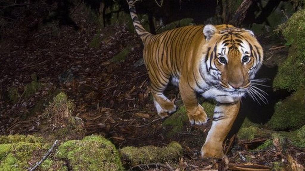 International Tiger Day: tiger populations are increasing in five ...