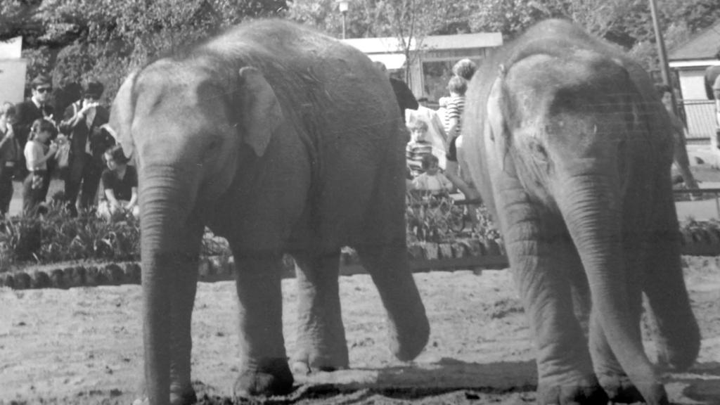 The search is on for Kate the elephant's keeper - BBC Newsround