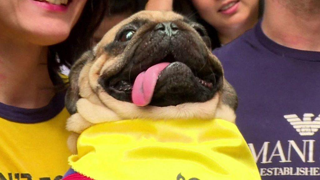 The 'Doggie Dash' with a difference - BBC Newsround