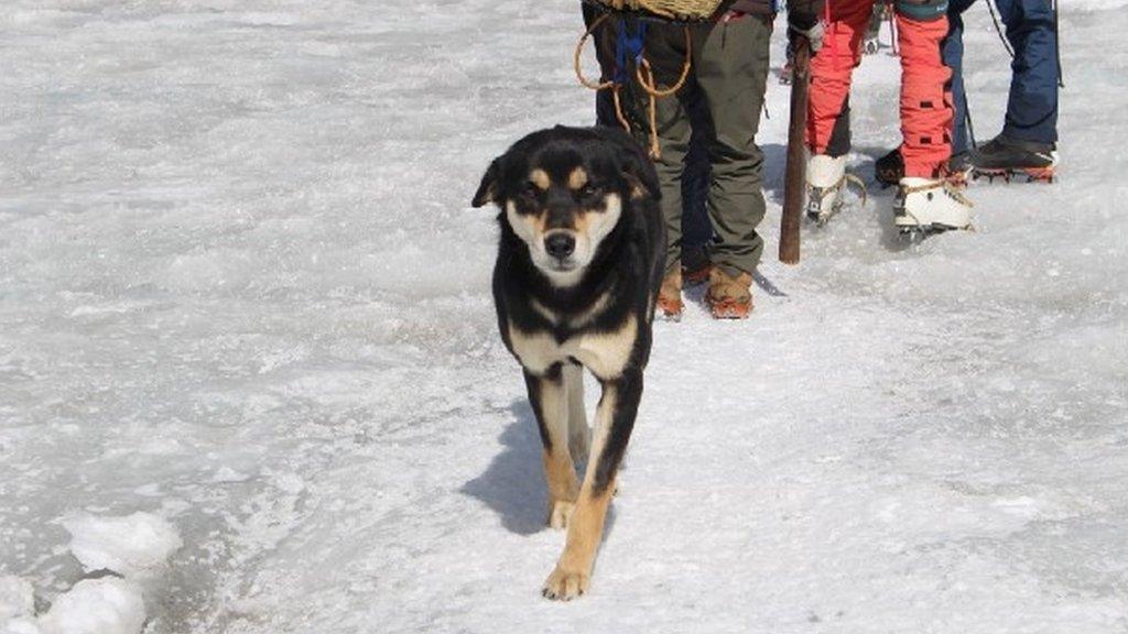 A stray dog has climbed a 24,000-foot mountain - BBC Newsround