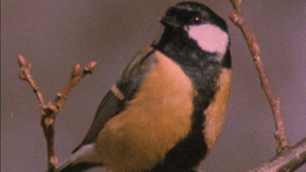1963: Garden birds visit a village oak tree - BBC