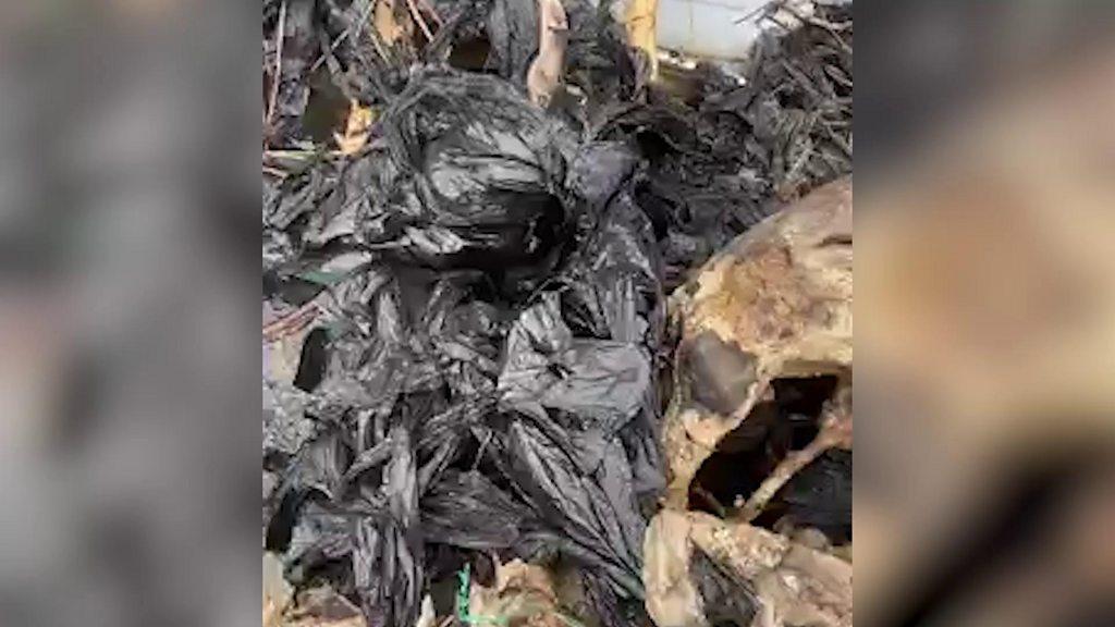 Tunelli o sbwriel yn cael eu clirio o Afon Teifi - BBC Cymru Fyw