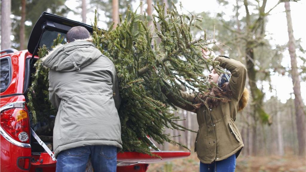 What to do with your tree once Christmas is over - BBC Newsround