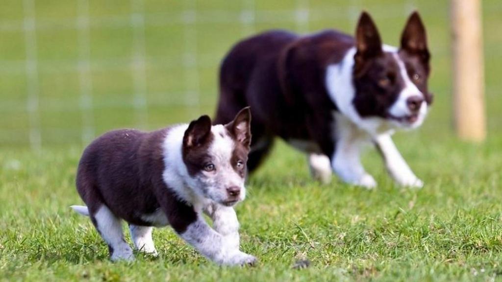Gwerthu ci defaid i godi arian i bobl Wcráin - BBC Cymru Fyw