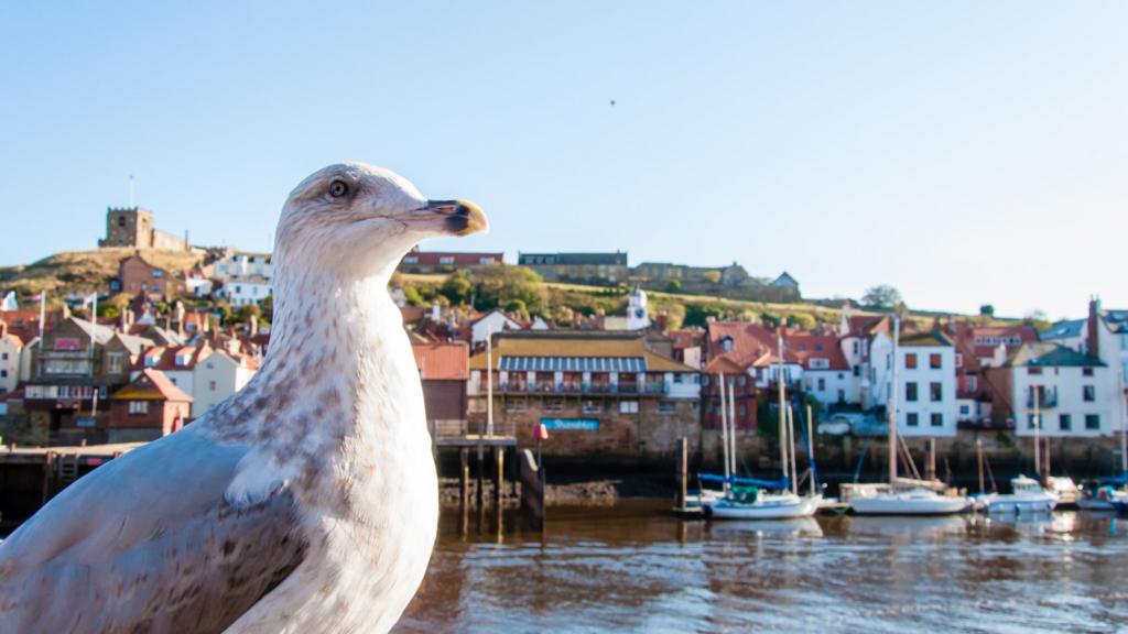BBC Local Live: York and North Yorkshire on Wednesday 24 August 2016 ...