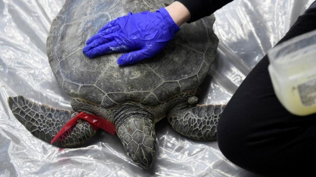 Texas winter storm: Rescued sea turtles released back into the wild ...