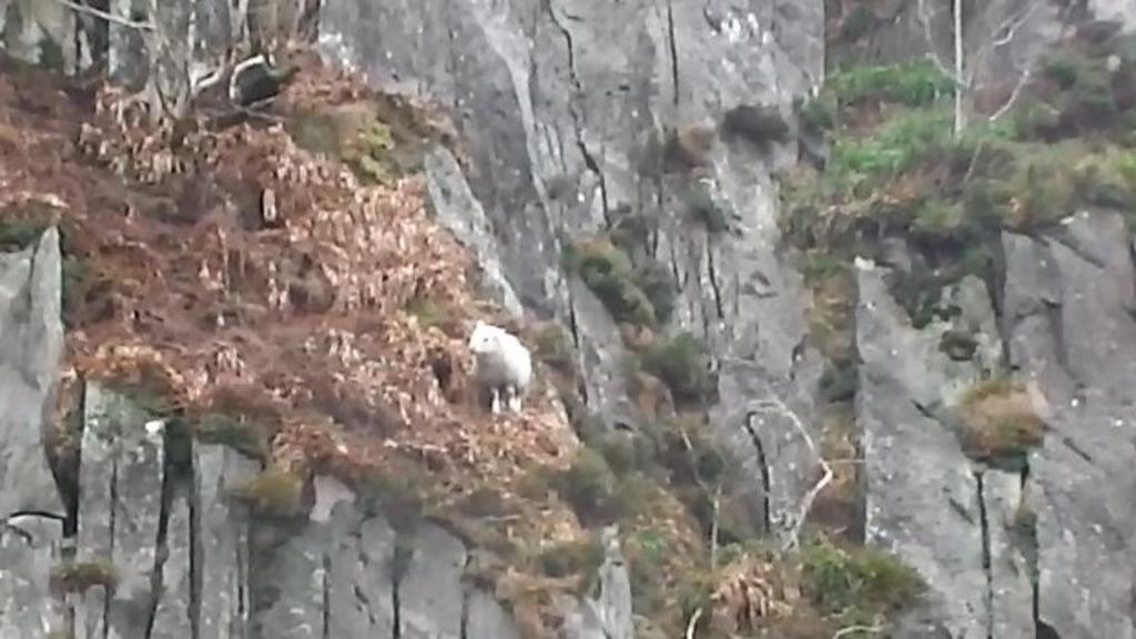 The rescue mission to help a sheep stuck on a cliff - BBC Newsround