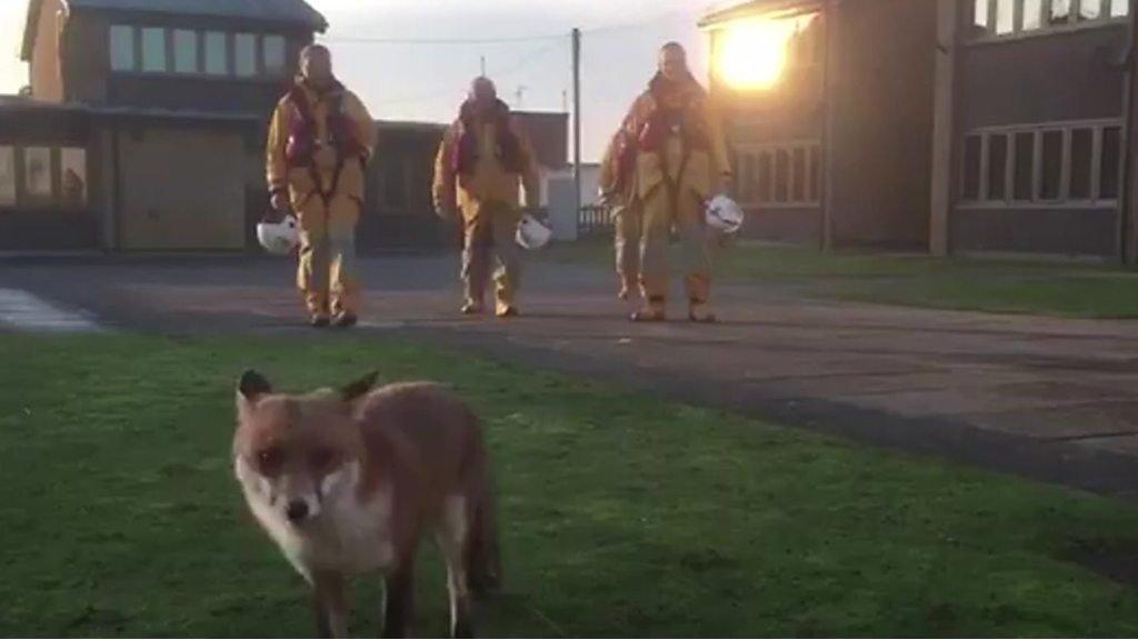 Meet Basil the fox, the lifeboat mascot - BBC Newsround