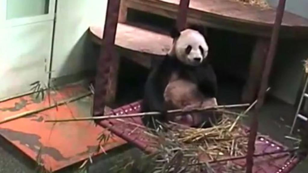 Panda panic - what made Sunshine jump? - BBC Newsround
